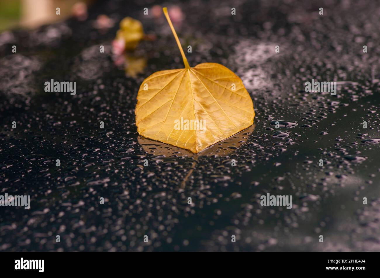 Tahongai, guest tree (Kleinhovia hospita), known as Timoho (Java ...