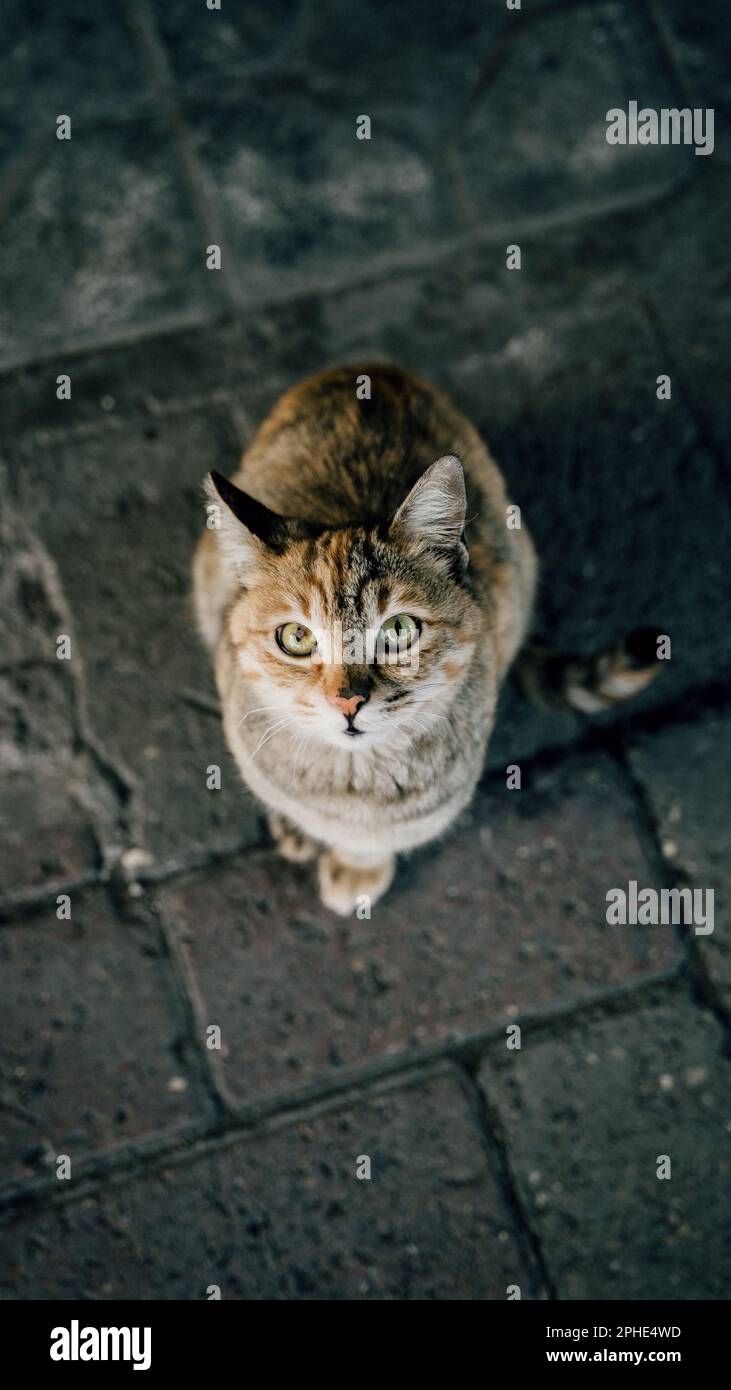 A top view of a tabby cat perched atop a brick walkway Stock Photo - Alamy