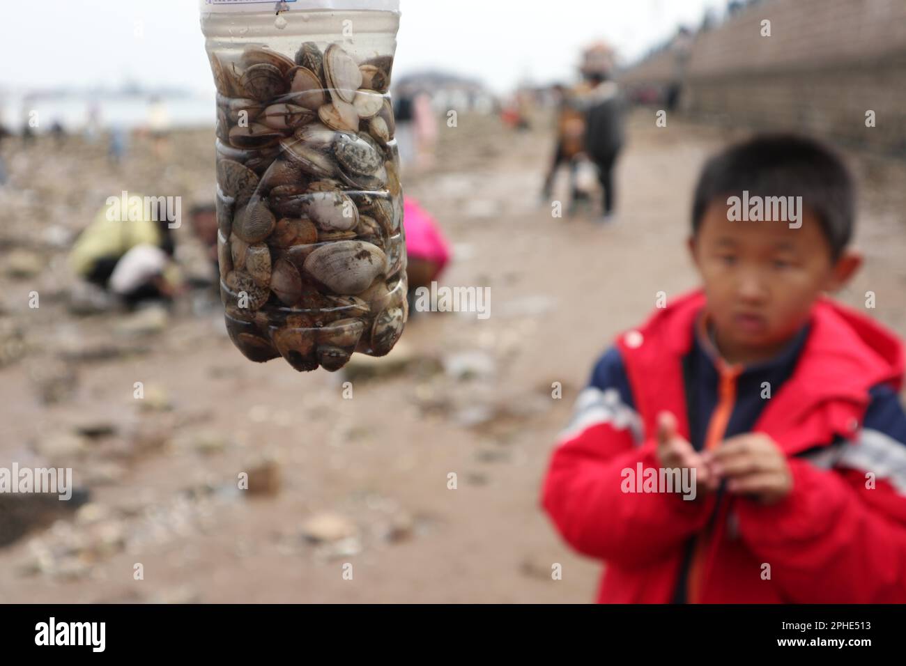 Parents take children to pick up shells at the seaside of the Zhanqiao ...