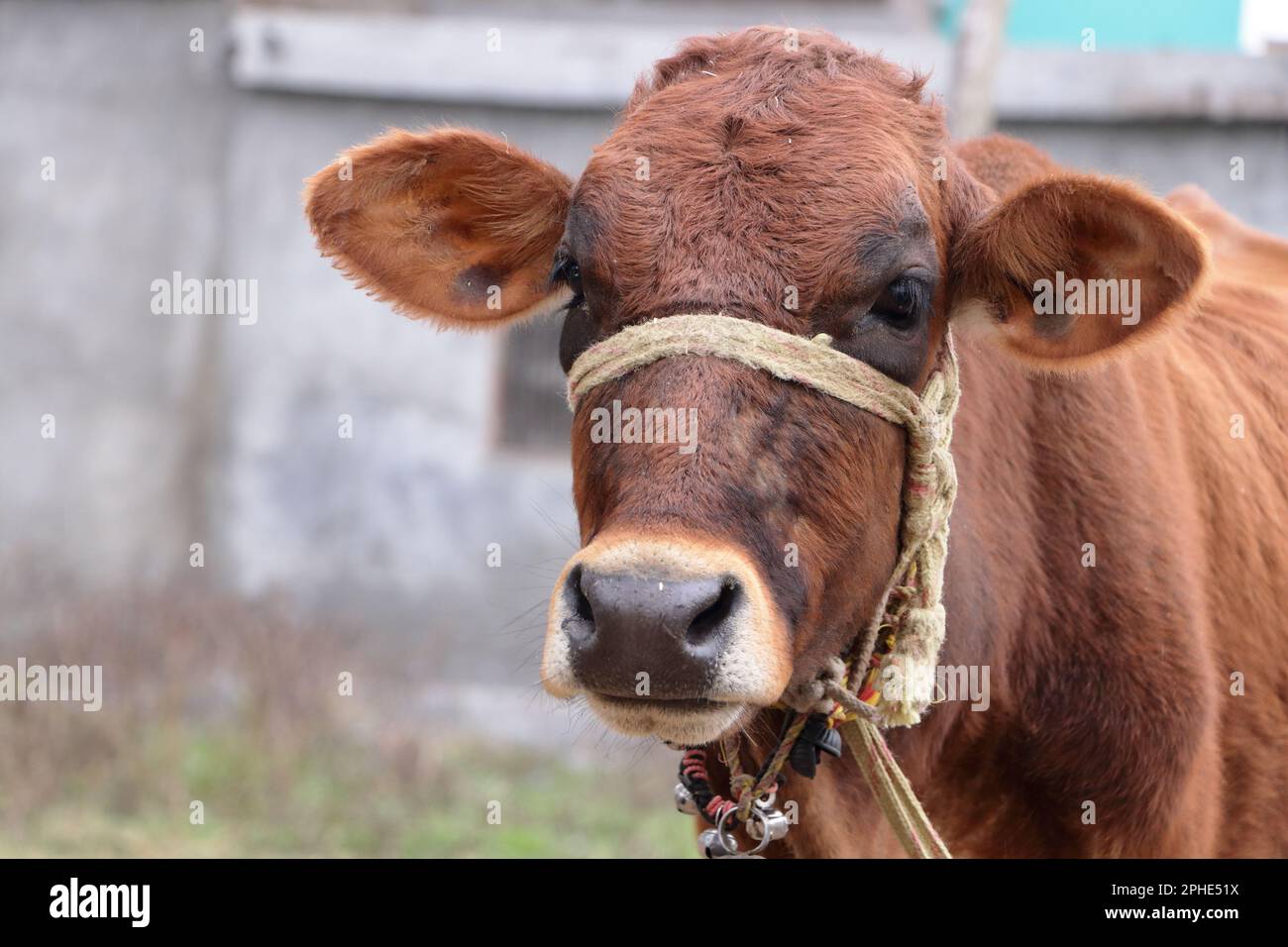 Indian Cow closeup and portrait image. red or brown cow farm animal outdoor agriculture in a ...