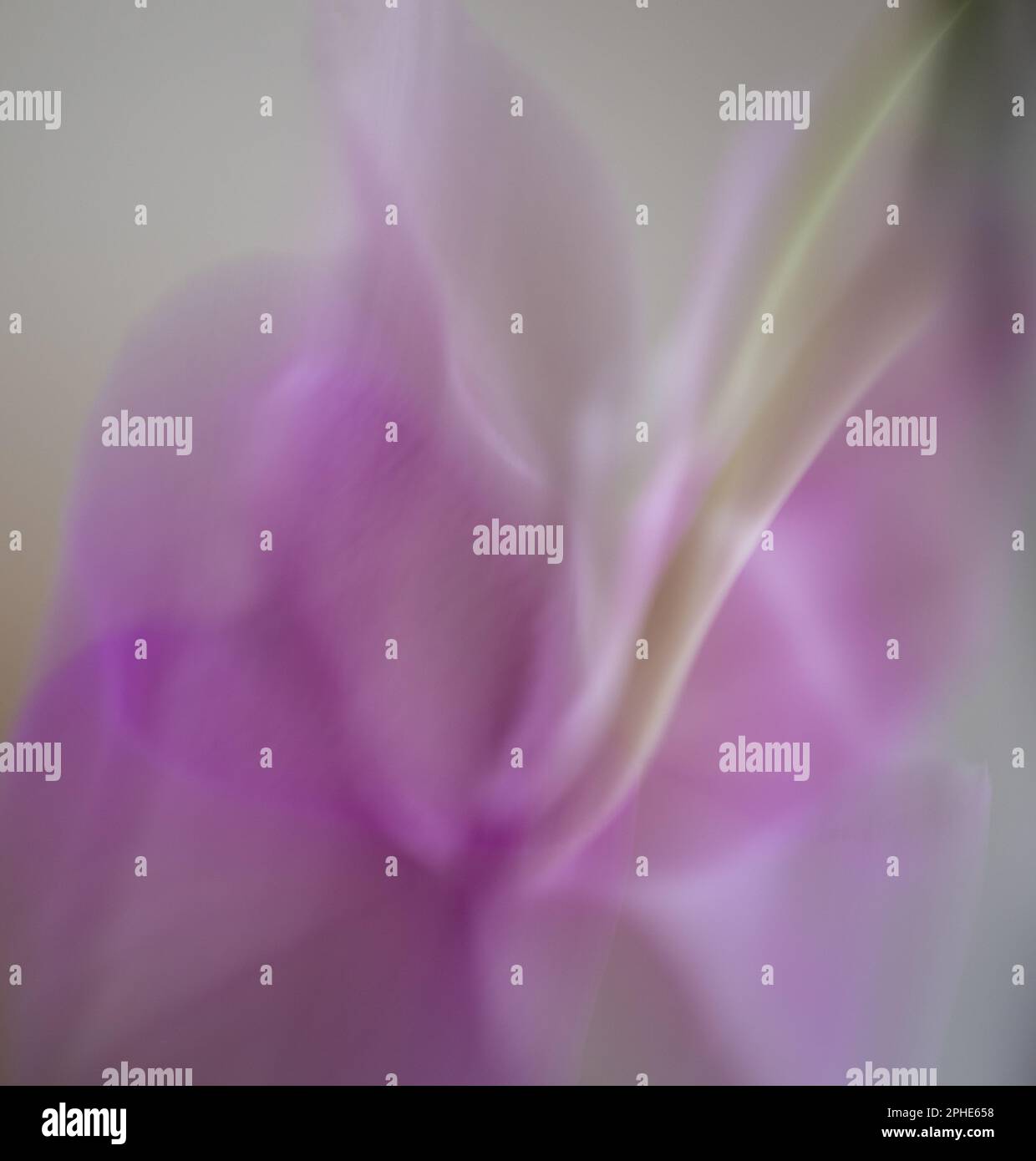 Abstract image of a purple flower. Image made using intentional camera ...