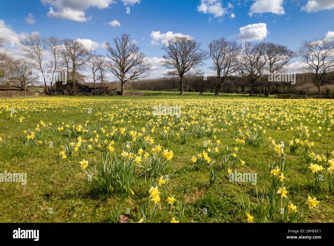 Wild daffodils near Kempley, Gloucestershire Stock Photo - Alamy