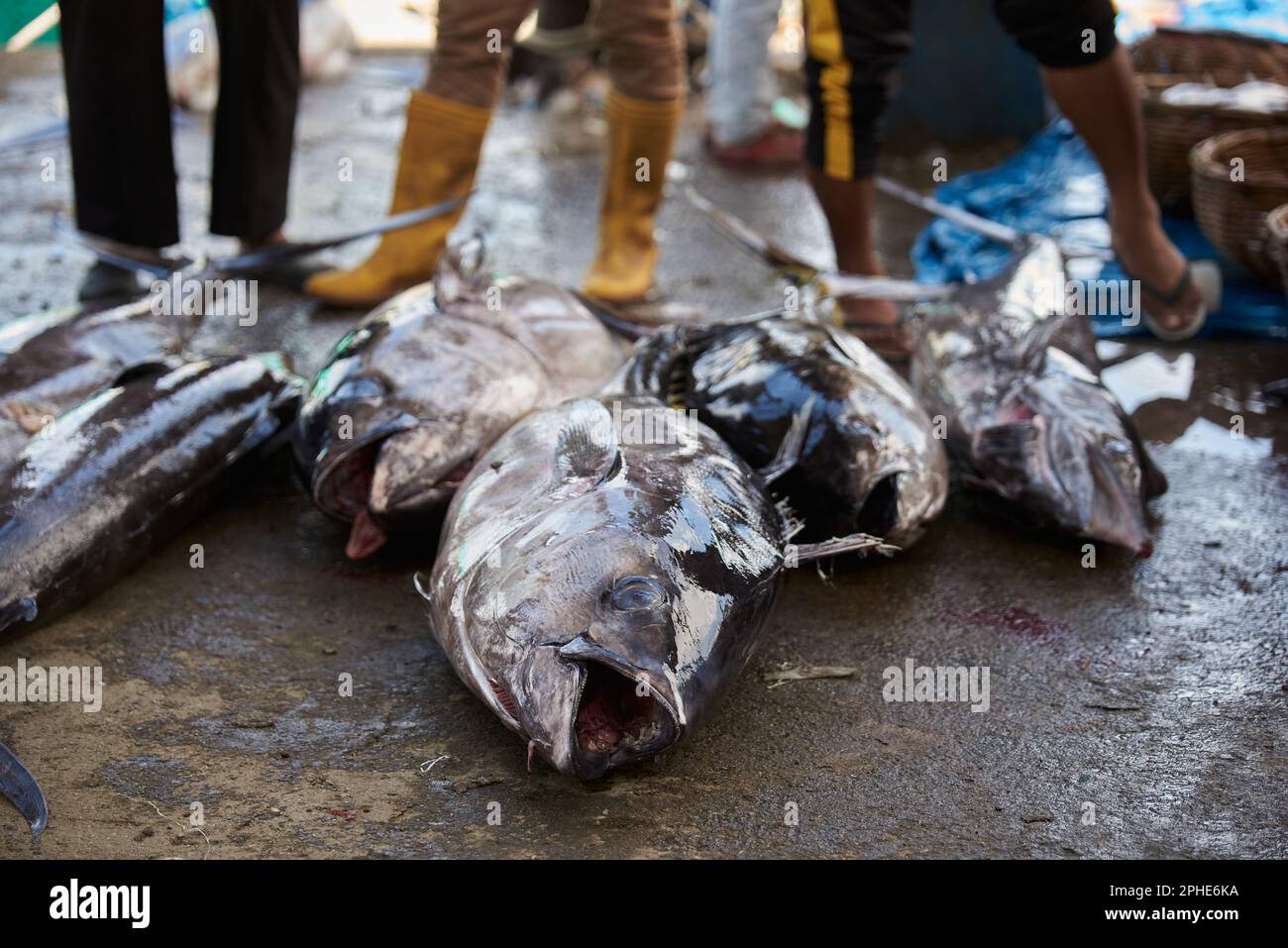 Giant Yellow Fin Tuna at fish traditional fish market Stock Photo - Alamy