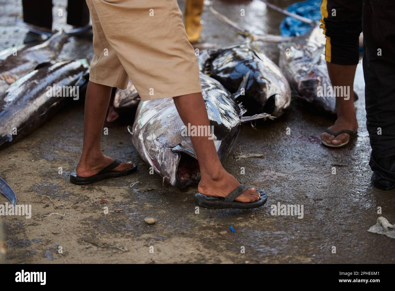 Giant Yellow Fin Tuna at fish traditional fish market Stock Photo - Alamy