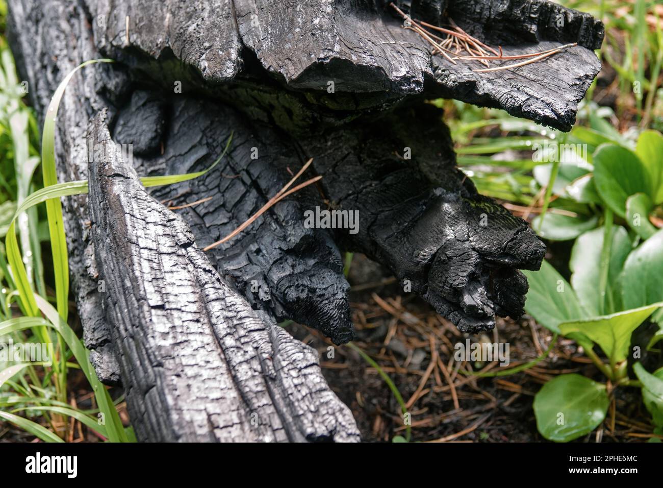 Fire-damaged forest boreal forests. Burnt boreal forests. Wildfire low ...