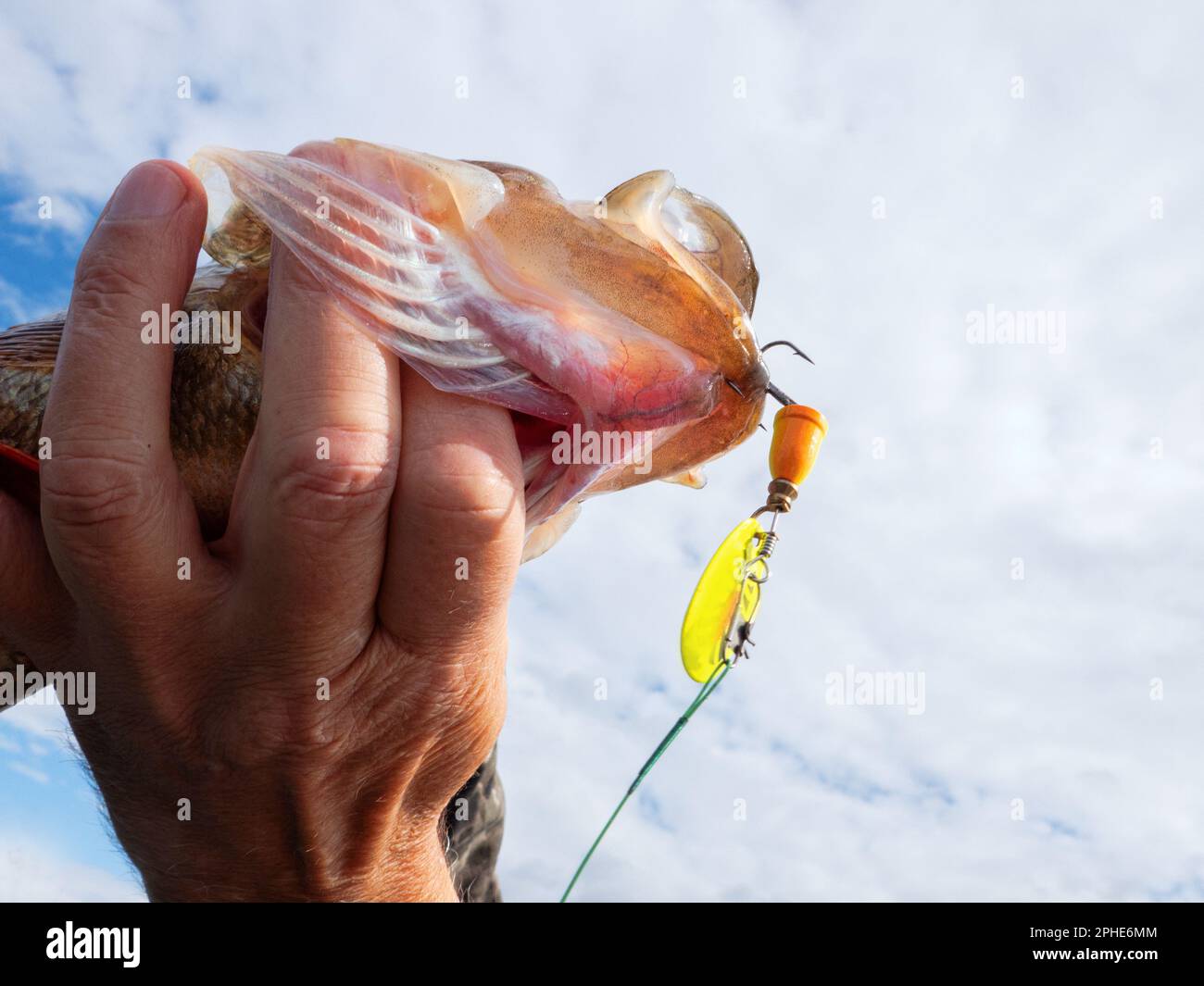 Trophy fishing. This European Perch (rivers perch) weighing 1.2 ...