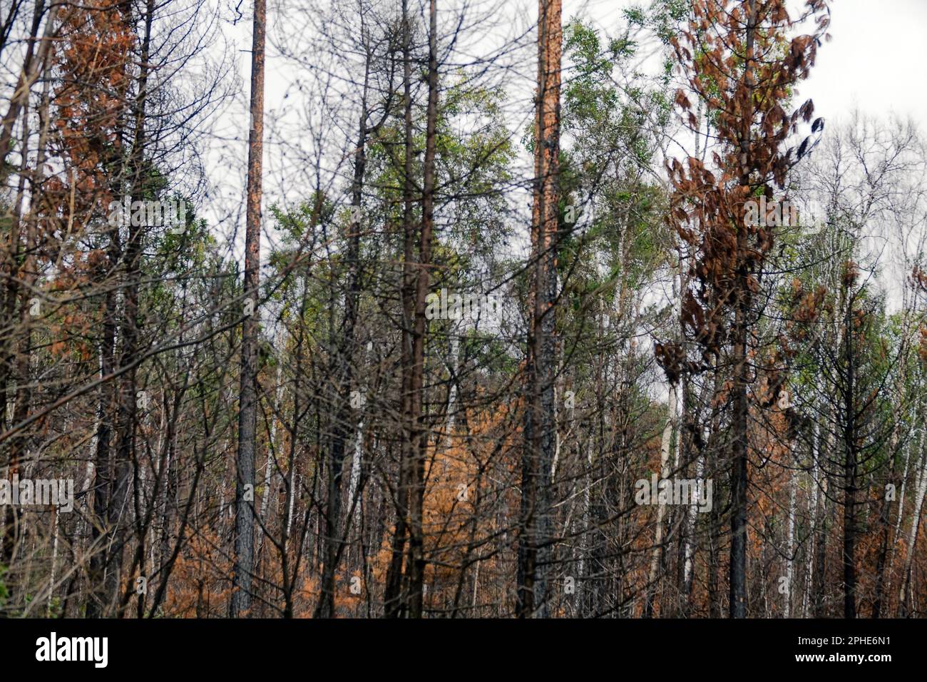Fire-damaged forest, boreal forests. Burnt boreal forests. Wildfire low ...