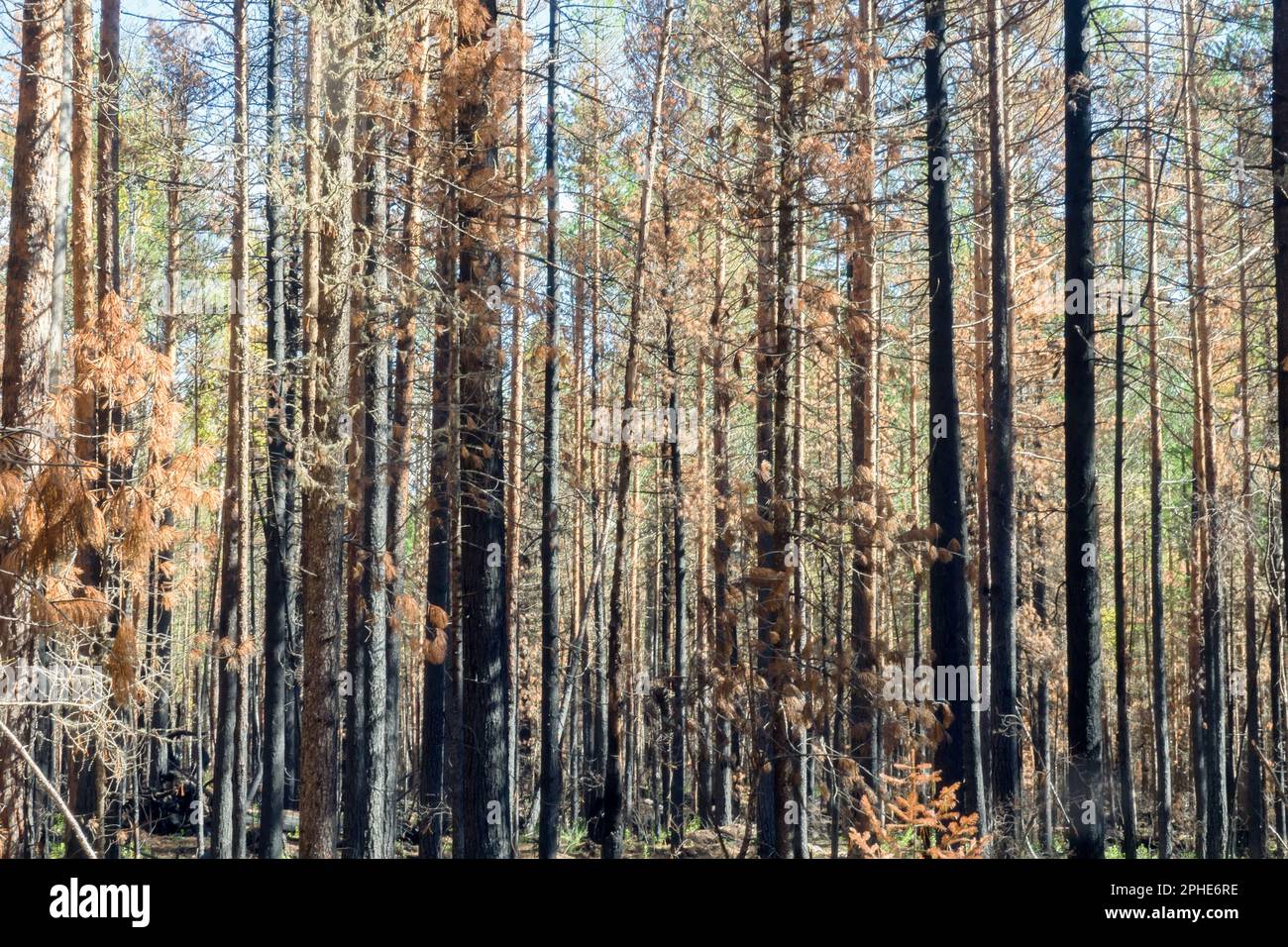 Fire-damaged forest, boreal forests. Burnt boreal forests. Wildfire low ...
