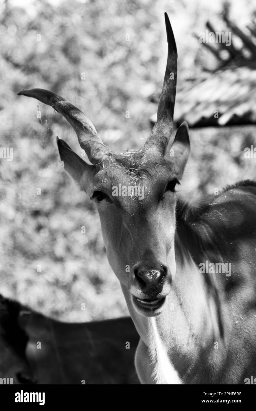 A grayscale of a white-tailed deer's head, showing its majestic antlers ...