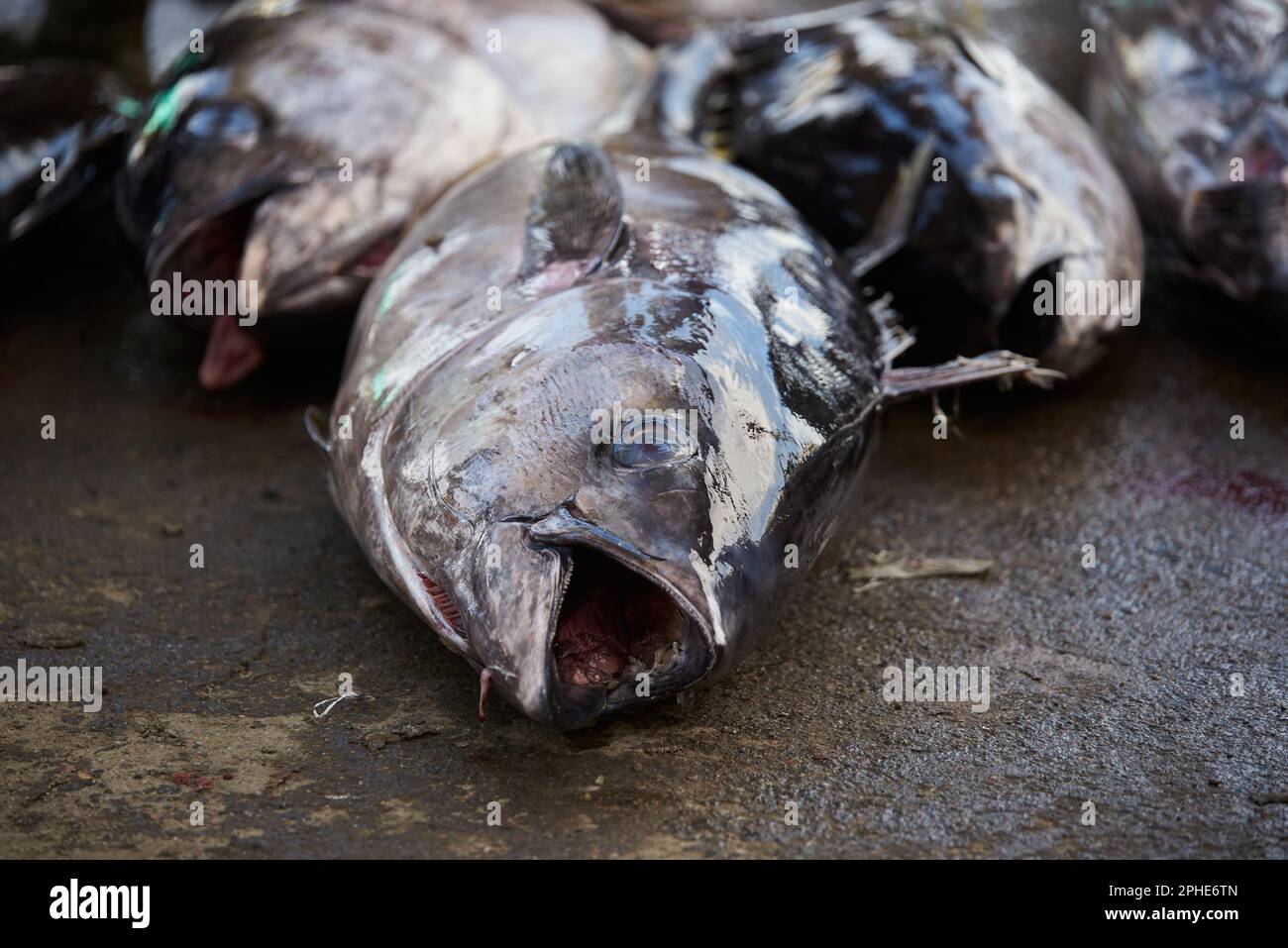 Giant Yellow Fin Tuna at fish traditional fish market Stock Photo - Alamy