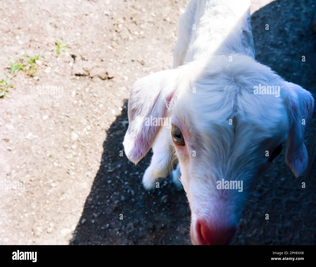Little white kid on the road hid in the shadow of the car Stock Photo ...