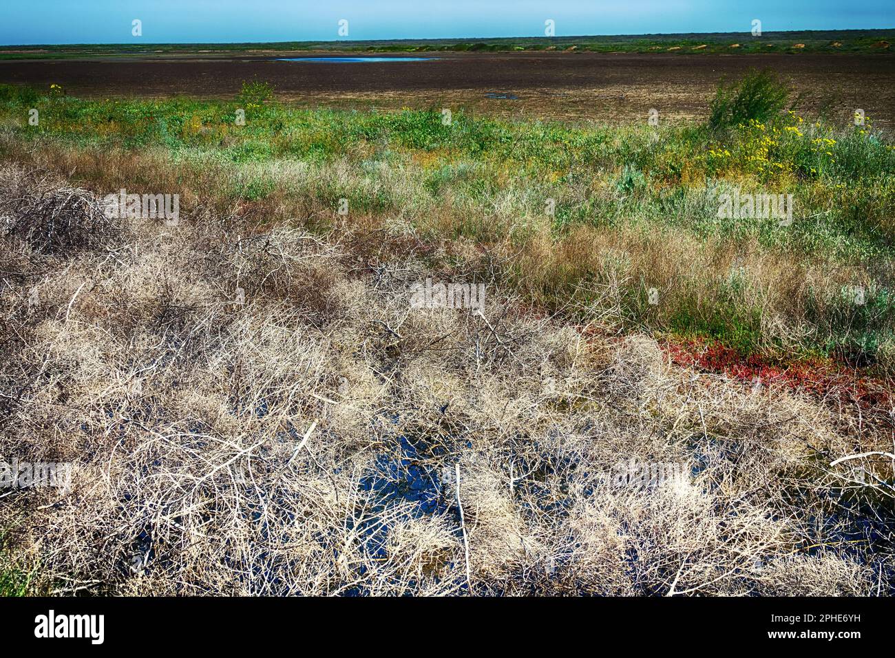 A drying river in the spring steppe, flat plain. The tumbleweed in ...
