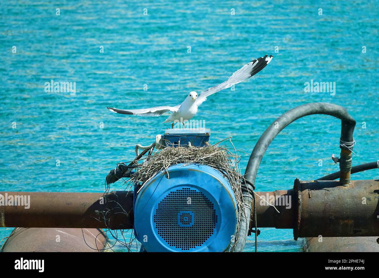 Extremely unusual house. Common gull (Larus canus) built nest on ...