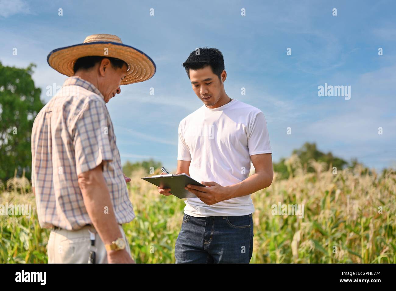 Professional millennial Asian male corn field owner talking and working ...