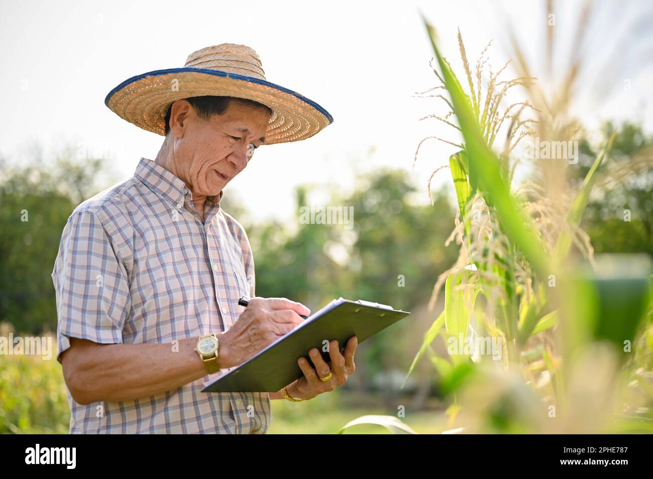 An elderly Asian male farmer or corn farm owner inspecting the quality ...