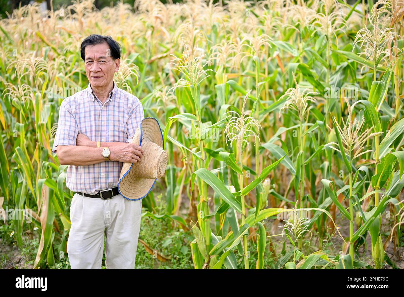 Successful Asian-aged male farmer or corn farm owner with his straw hat ...