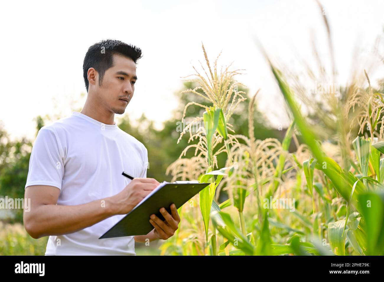 A handsome millennial Asian male farmer or farm owner inspecting the ...