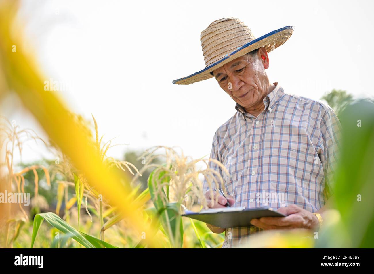 An elderly Asian male farmer or farm owner in straw hat writing ...