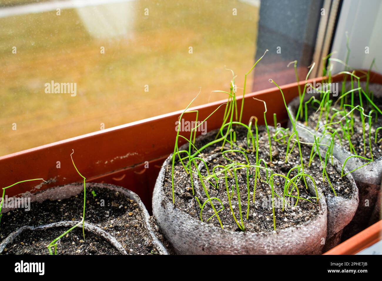 Modern technology for germinating seedlings in polyethylene foam rolls ...