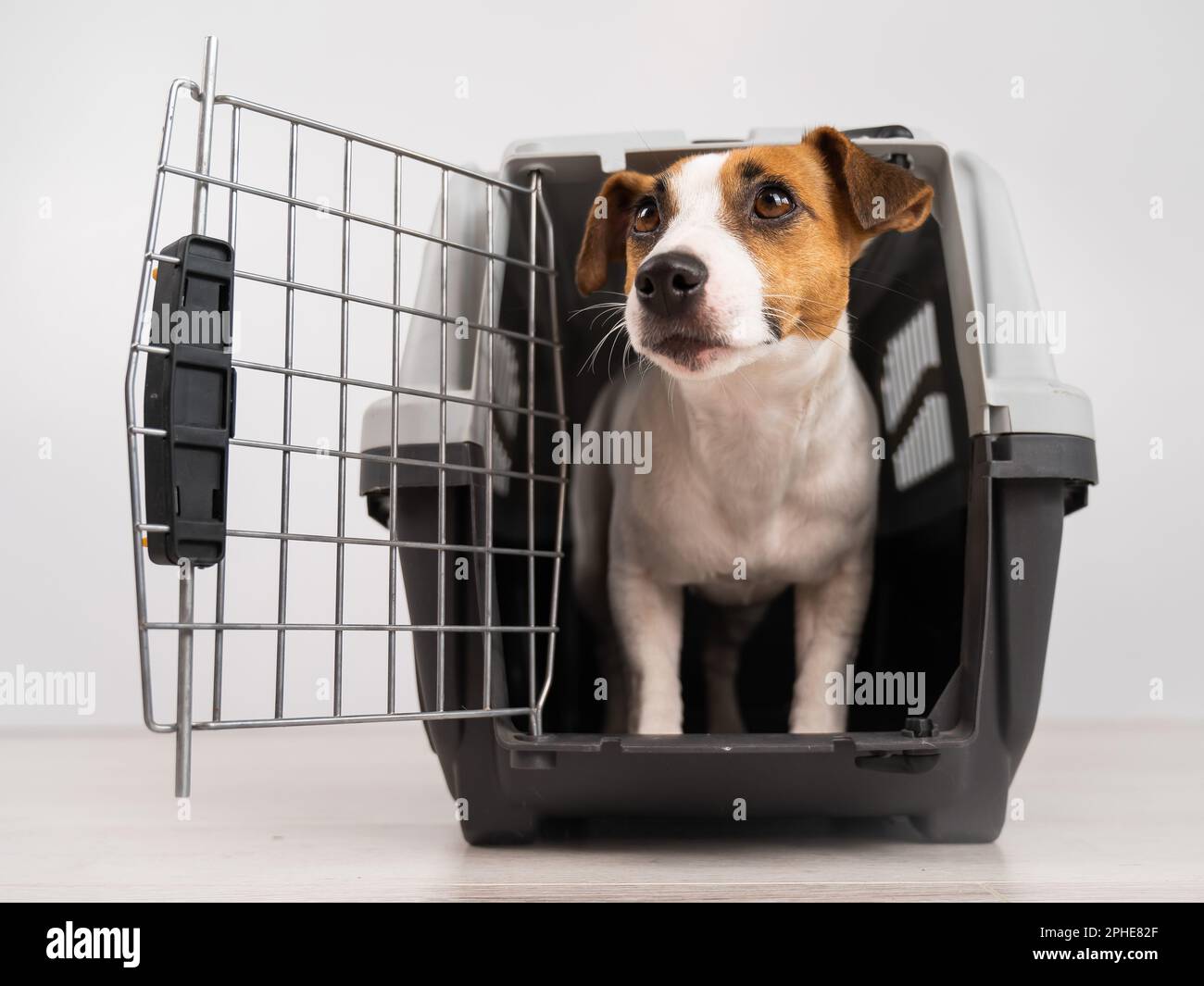 Jack Russell Terrier dog inside a travel box with open door Stock Photo ...