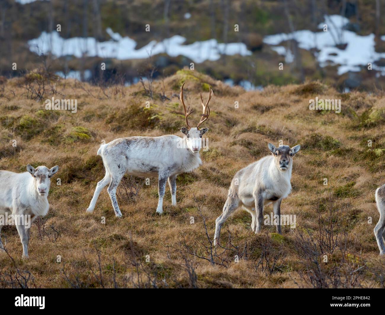 Semi-domesticated Reindeer (Rangifer tarandus) on the island Senja near ...