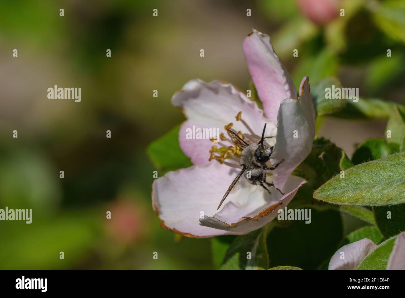 Black insect eating nectar from white flowers with pistils and green ...