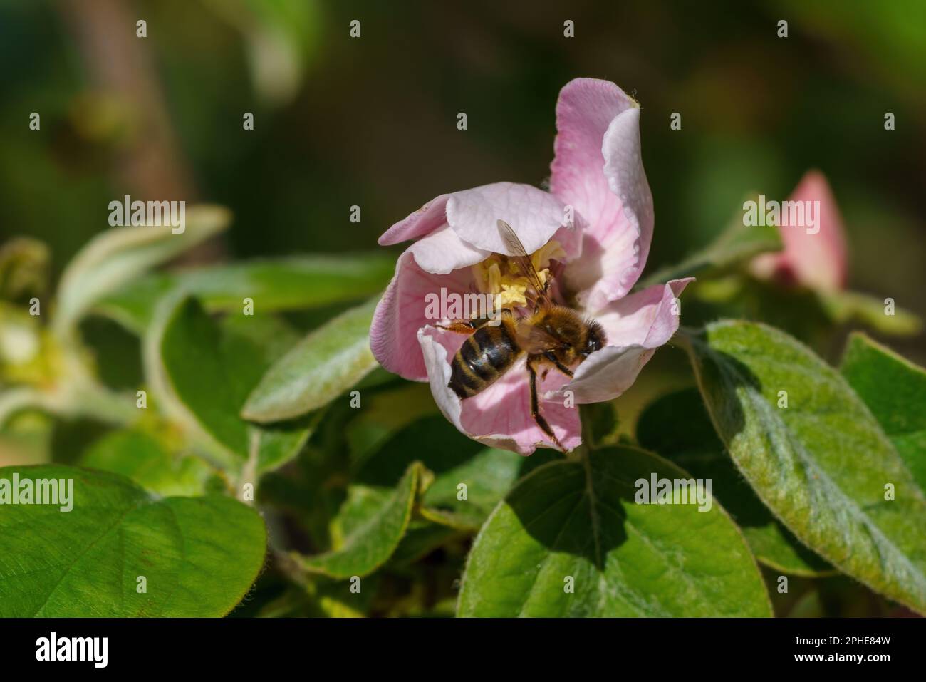Wasp eating nectar of white flowers with pistils and green leaves on a ...