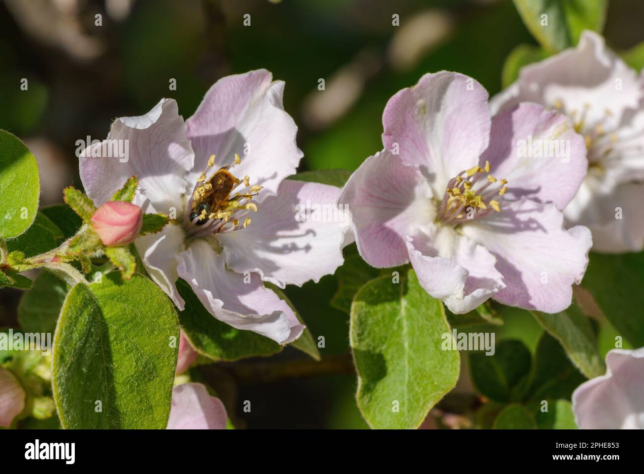 Wasp eating nectar of white flowers with pistils and green leaves on a ...