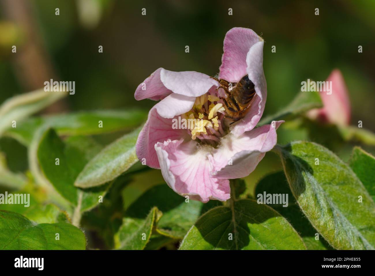 Wasp eating nectar of white flowers with pistils and green leaves on a ...