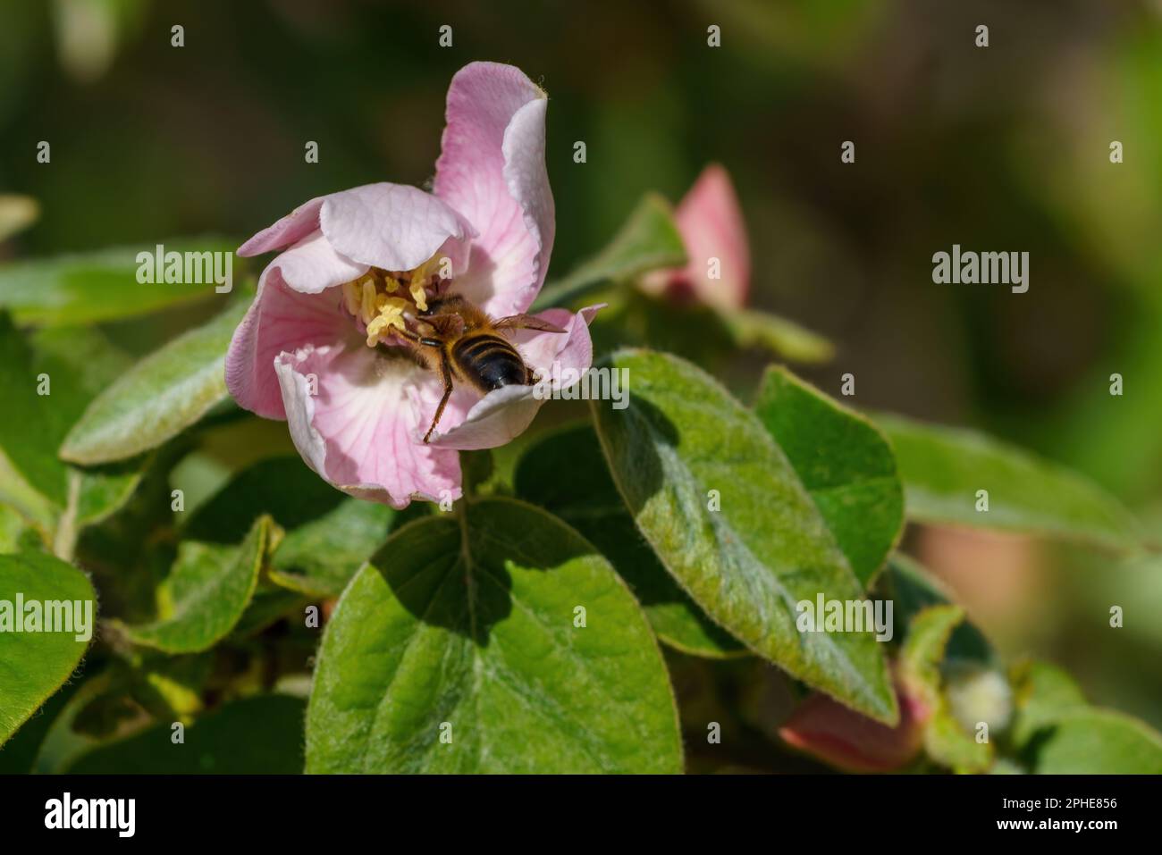 Wasp eating nectar of white flowers with pistils and green leaves on a ...
