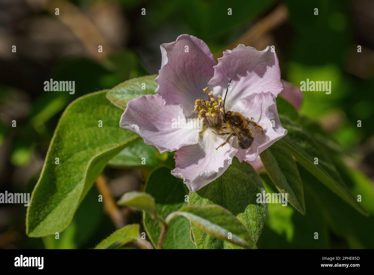 Pollination by insects hi-res stock photography and images - Alamy