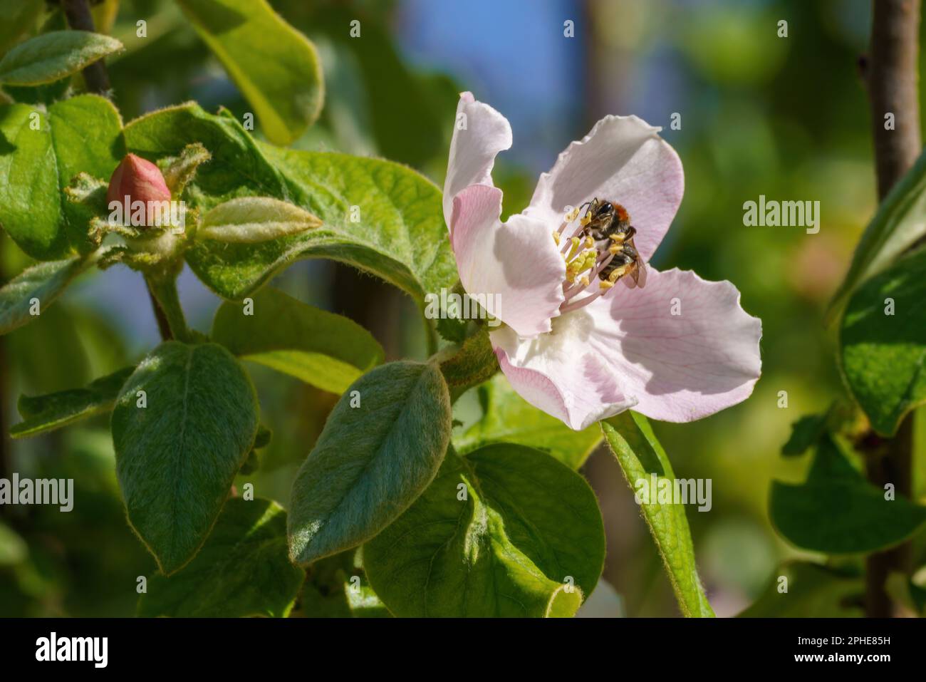 Wasp eating nectar of white flowers with pistils and green leaves on a ...