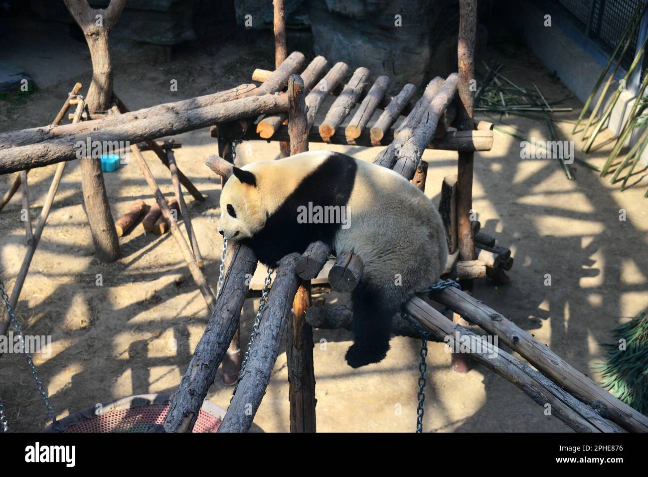 BEIJING, CHINA - MARCH 28, 2023 - Visitors look at giant panda Meng Lan ...