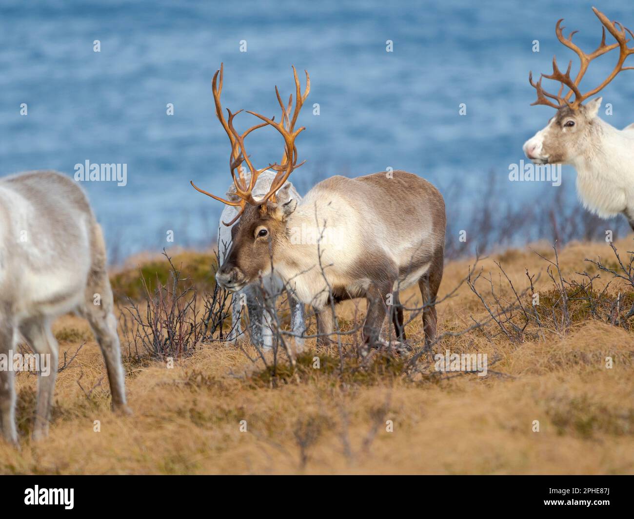 Semi-domesticated Reindeer (Rangifer tarandus) on the island Senja near ...