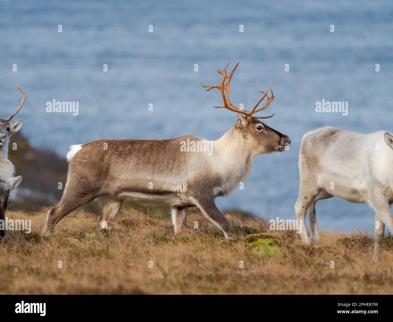 Female reindeer norway hi-res stock photography and images - Alamy