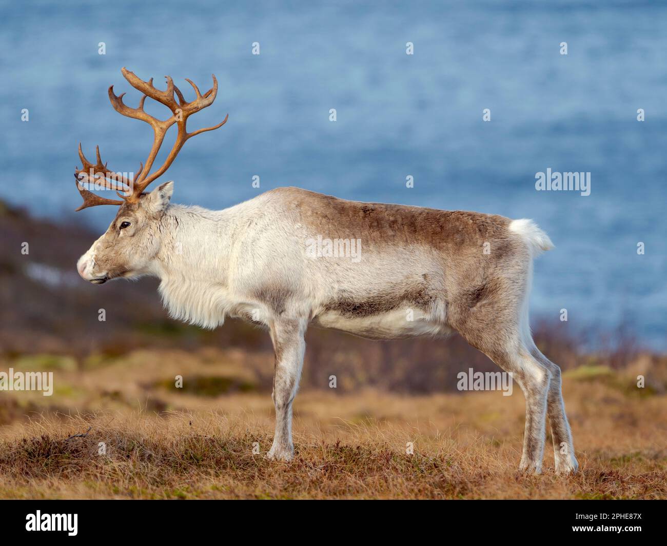 Female reindeer norway hi-res stock photography and images - Alamy