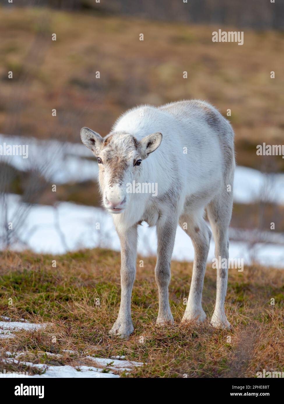Semi-domesticated Reindeer (Rangifer tarandus) on the island Senja near ...