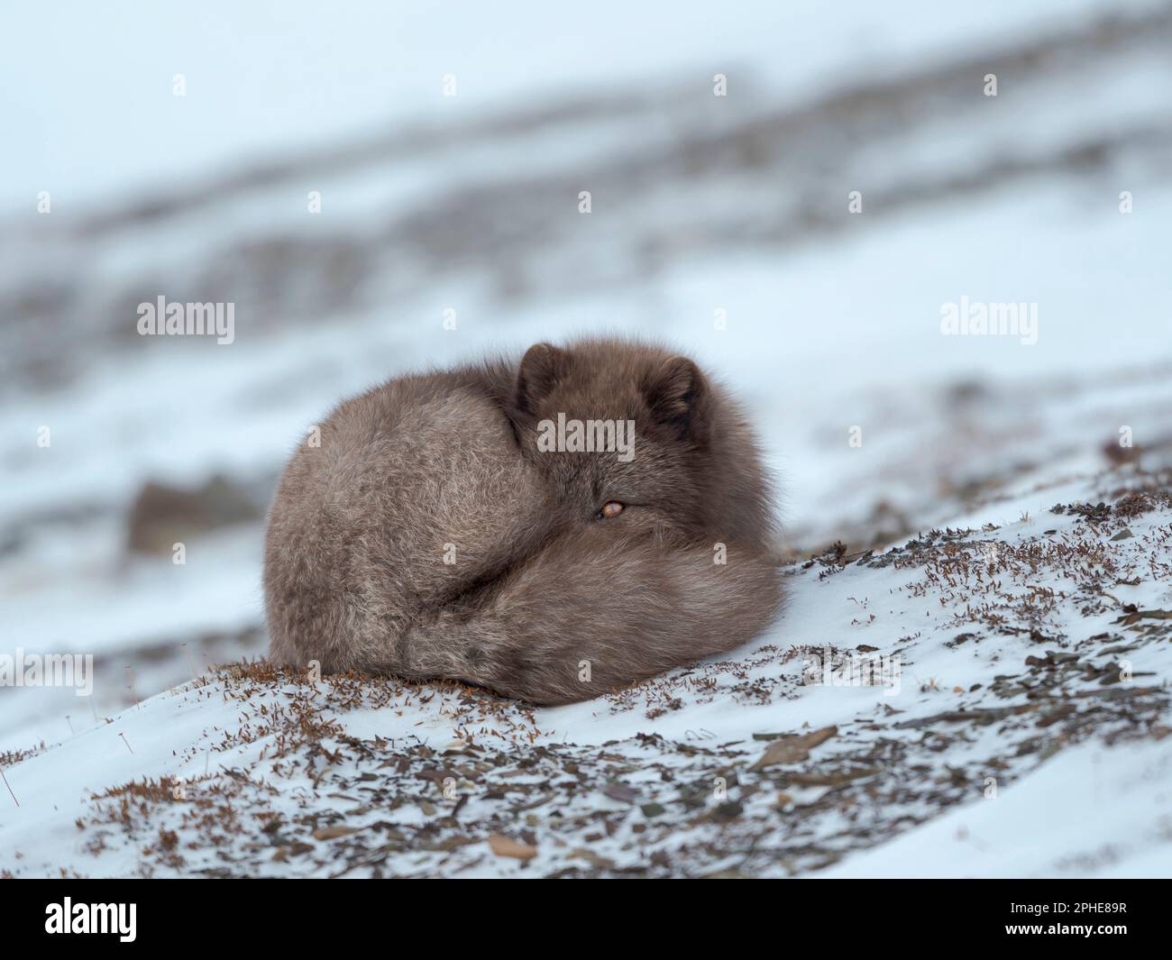 Arctic Fox (white fox, polar fox, snow fox, Vulpes lagopus), blue morph ...