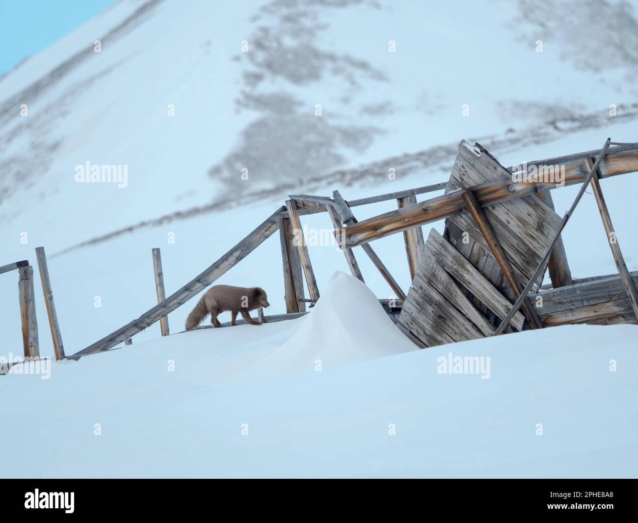 Arctic Fox (white fox, polar fox, snow fox, Vulpes lagopus), blue morph ...