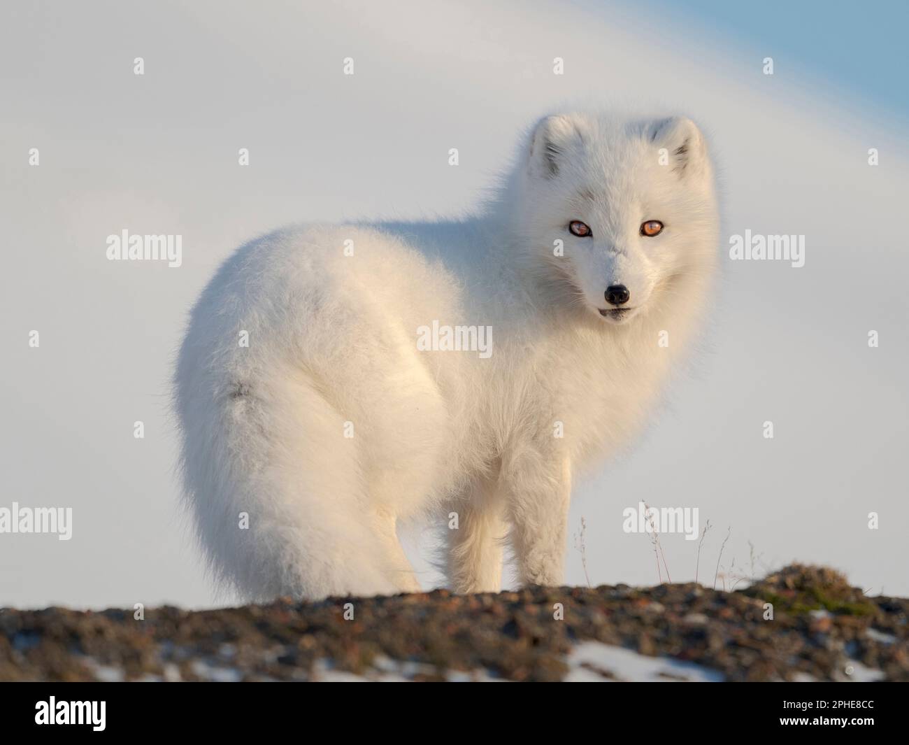 Arctic Fox (white fox, polar fox, snow fox, Vulpes lagopus), in snow ...