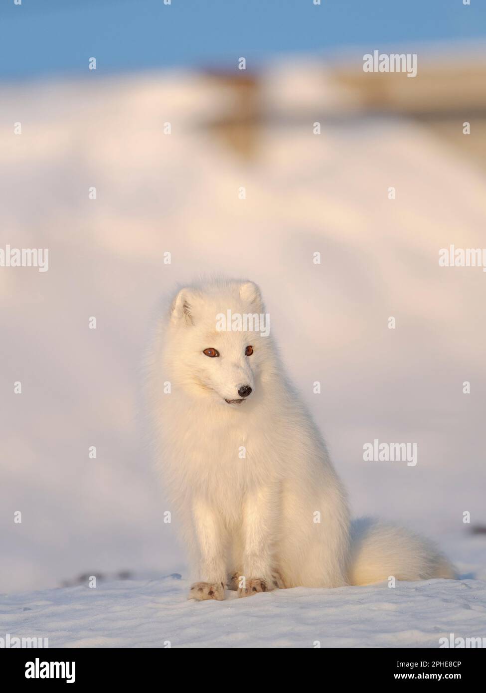 Arctic Fox (white fox, polar fox, snow fox, Vulpes lagopus), in snow ...