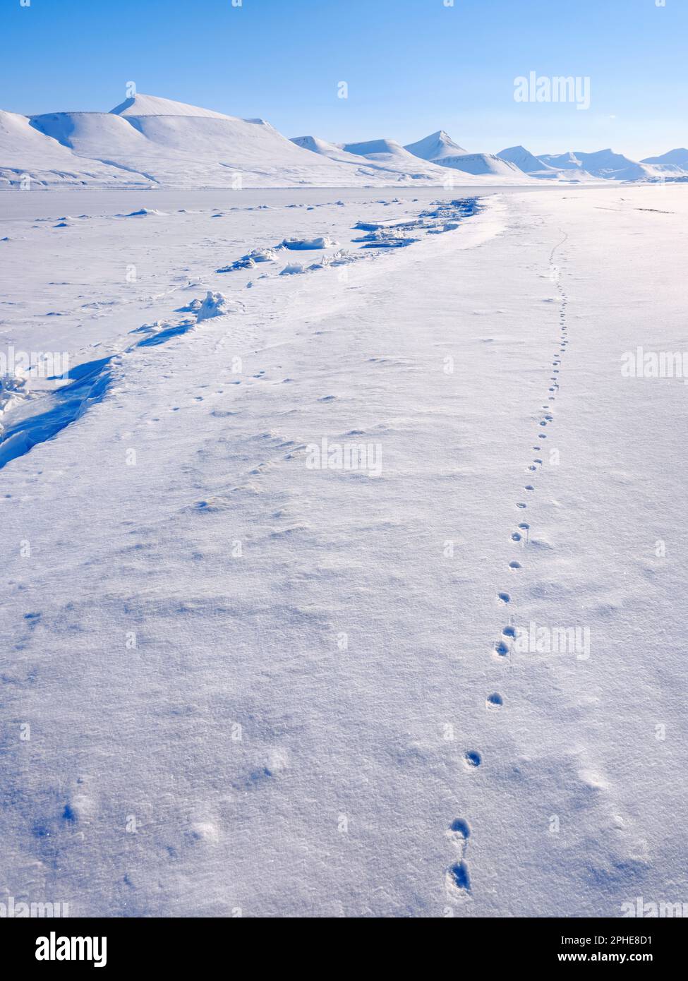 Tracks of Arctic Fox (white fox, polar fox, snow fox, Vulpes lagopus ...