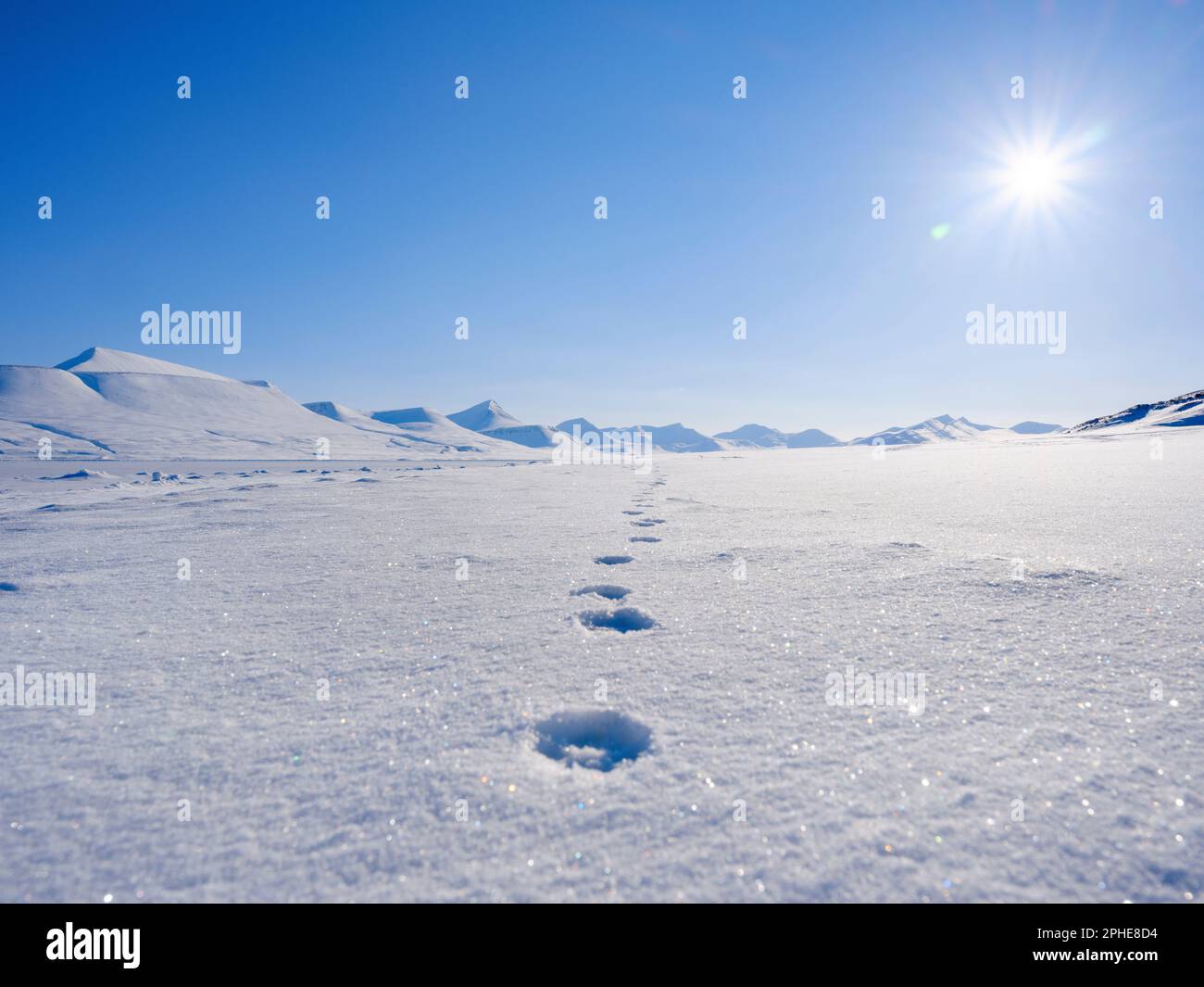 Tracks of Arctic Fox (white fox, polar fox, snow fox, Vulpes lagopus ...