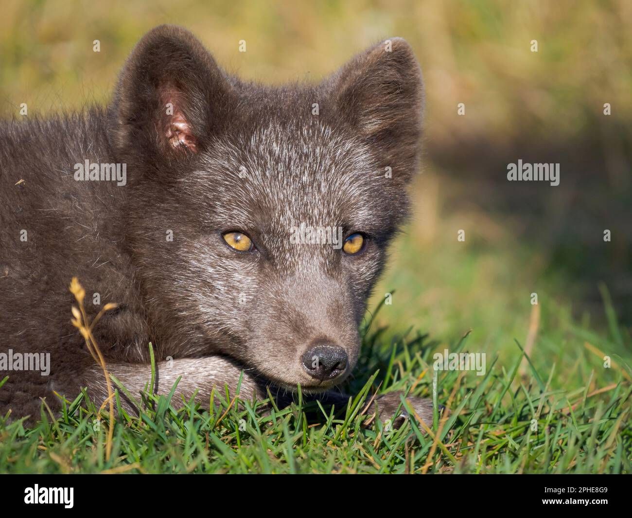 Young Arctic Fox (white fox, polar fox, snow fox, Vulpes lagopus), blue ...