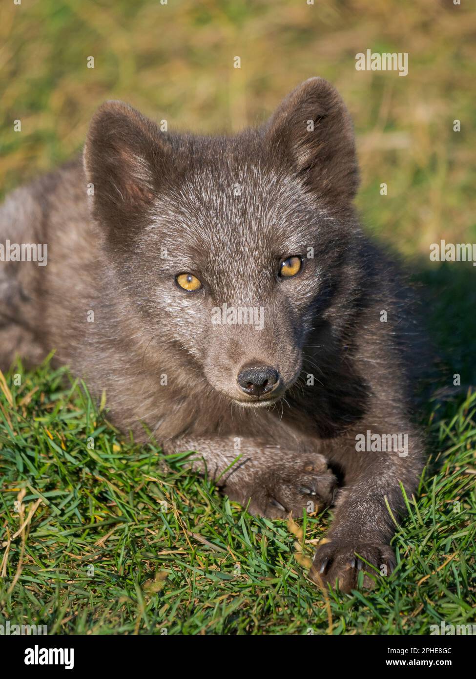 Young Arctic Fox (white fox, polar fox, snow fox, Vulpes lagopus), blue ...