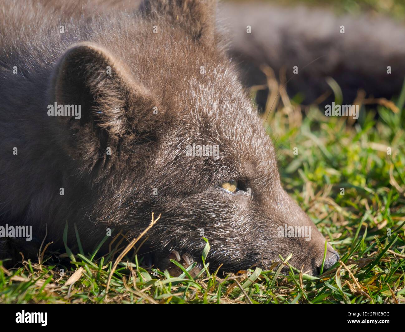 Young Arctic Fox (white fox, polar fox, snow fox, Vulpes lagopus), blue ...