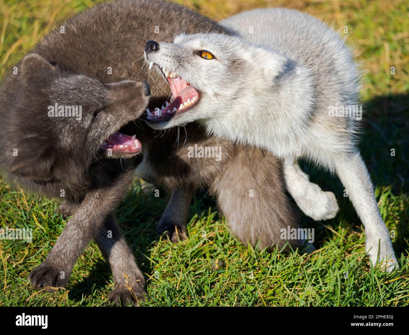 Fighting for dominance. Young Arctic Fox (white fox, polar fox, snow ...