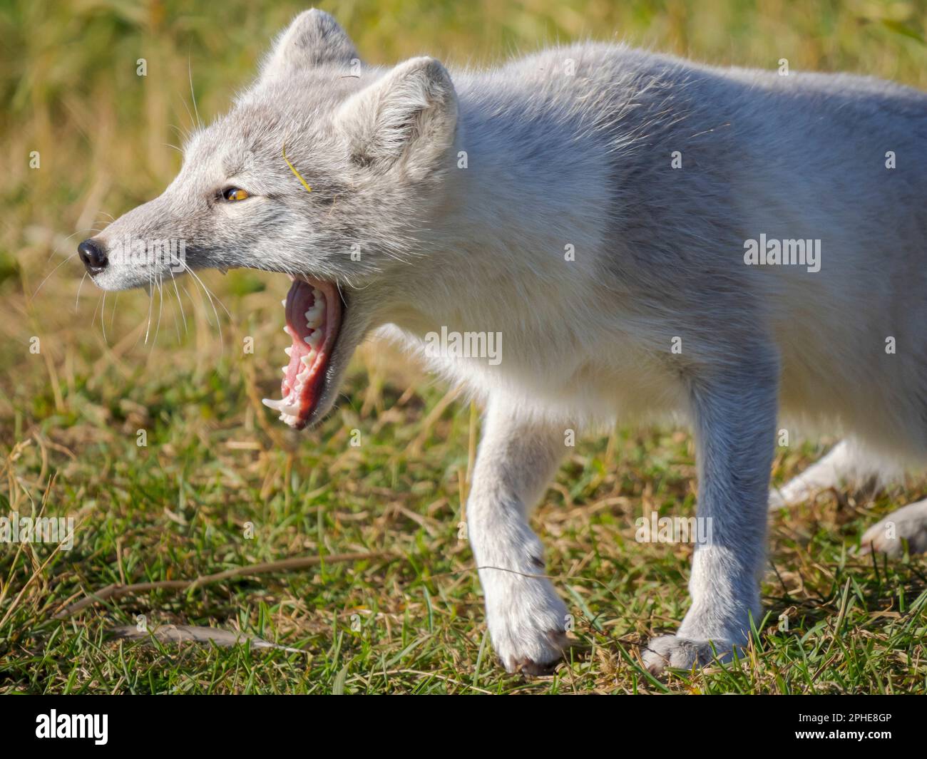 Young white Arctic Fox (white fox, polar fox, snow fox, Vulpes lagopus ...