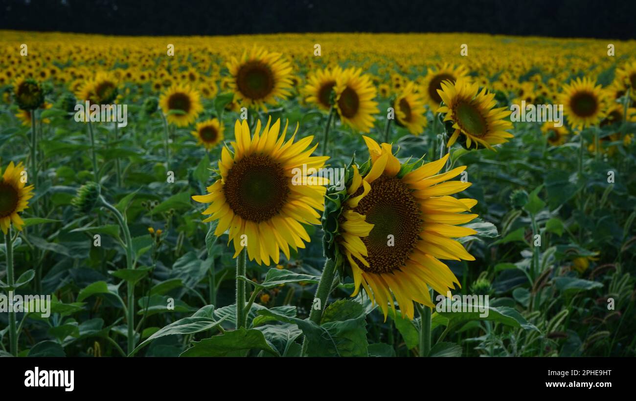 A vibrant field of sunflowers against a lush backdrop of green grass ...