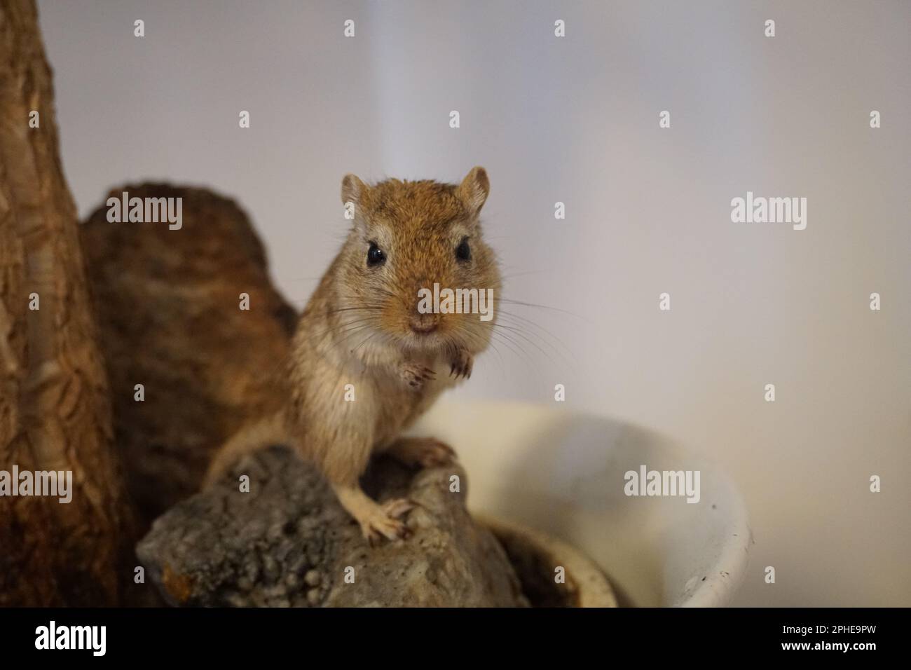 Cute little pet mouse gerbil Stock Photo - Alamy